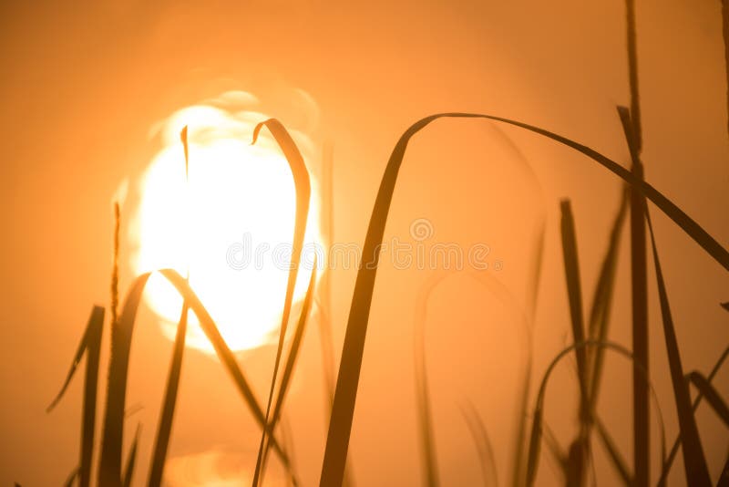 Big Sun Reflect on Water with Grass Stock Image - Image of beauty, gold ...