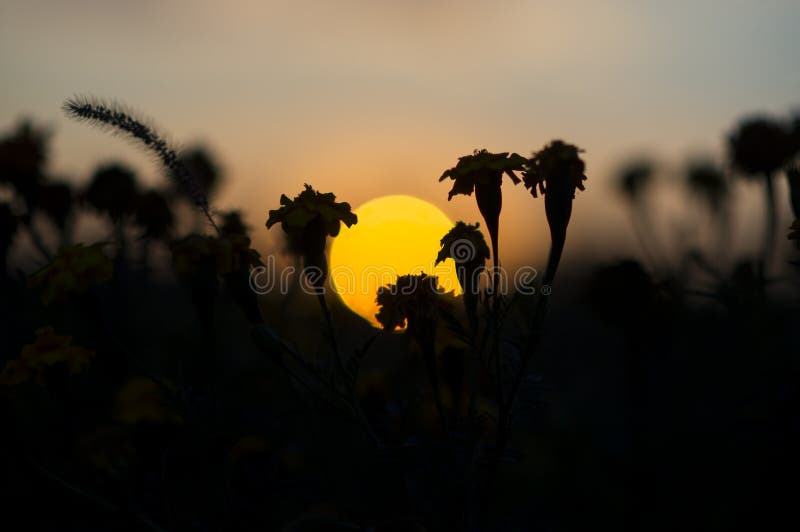 Big Sun at Sunset between Marigolds Stock Photo - Image of closeup ...