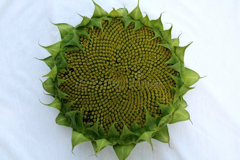 Big Sunflower Full of Seeds Stock Photo - Image of husk, nutritional ...