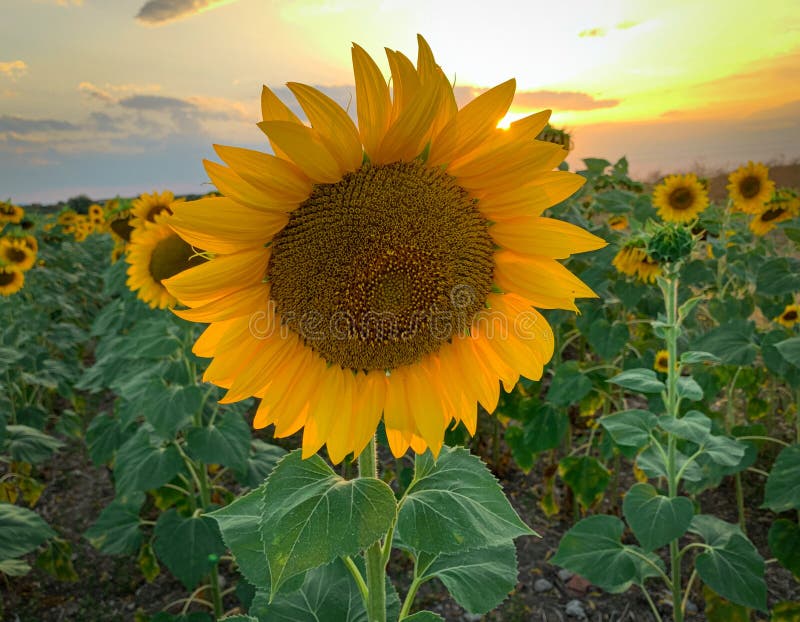 Big Sunflower Illuminated by the Sunlight. Stock Photo - Image of daisy ...
