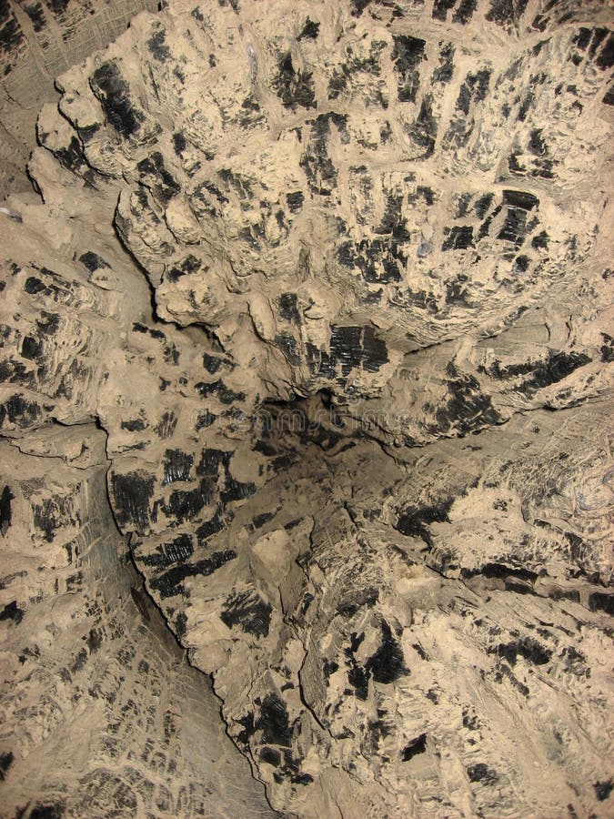 Big Sur Tree stock photo. Image of stump, nature, tree - 25094498