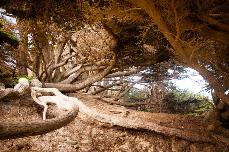 Big Sur Tree stock photo. Image of natural, nature, plant - 26208280