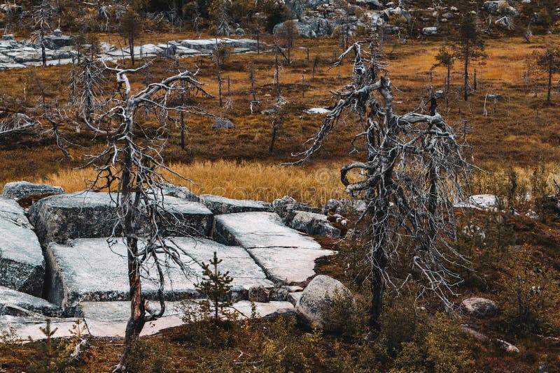 Big Swamp in the Wild at the Fall Stock Photo - Image of snow ...