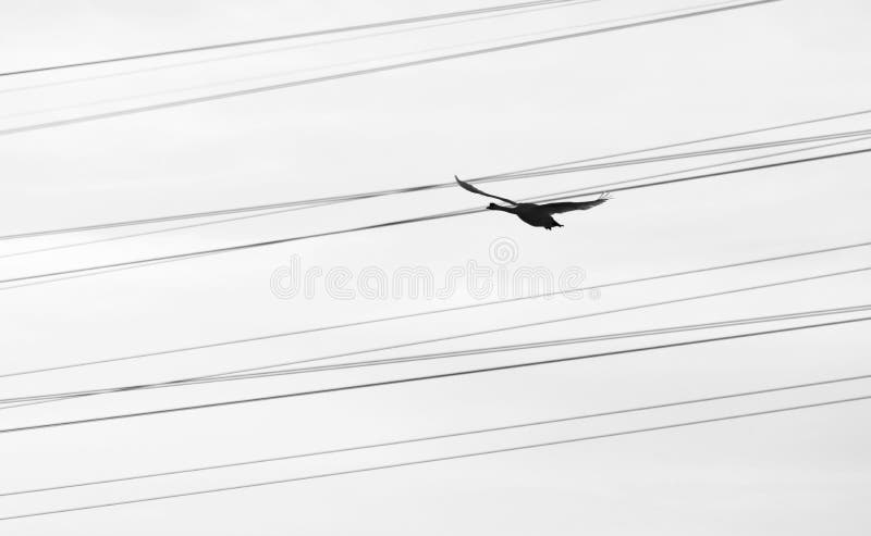 Big Swan Fly Under Electric Cables Stock Photo - Image of wildlife ...