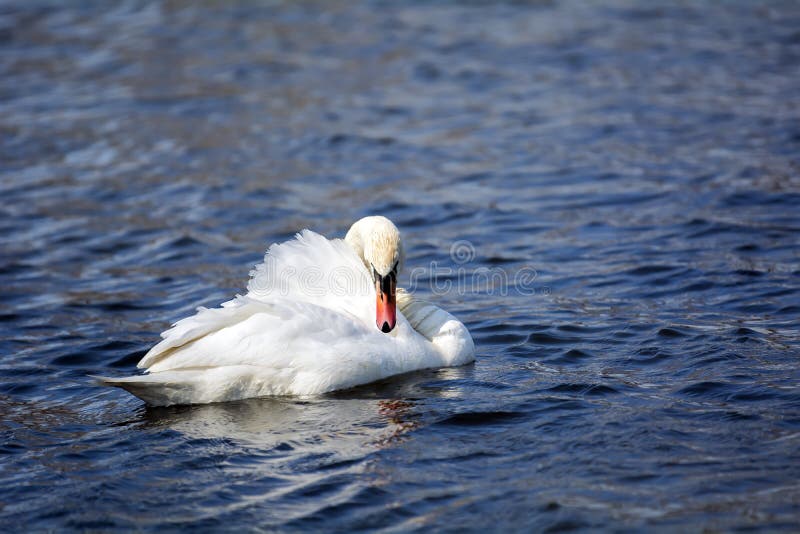 Big swan in the lake stock image. Image of swan, animals - 176741227