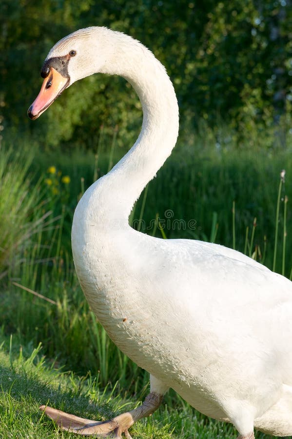 Big swan male is walking stock image. Image of fluffy - 276913353