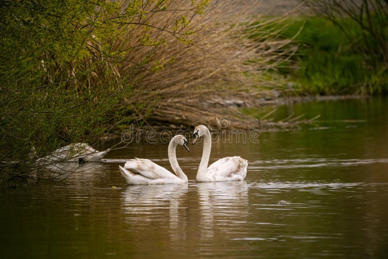 Big swan on the pond stock image. Image of wake, river - 218002533