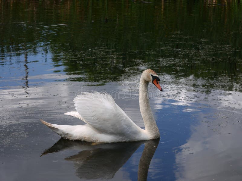 Big swan stock photo. Image of beauty, mirror, graceful - 74540166