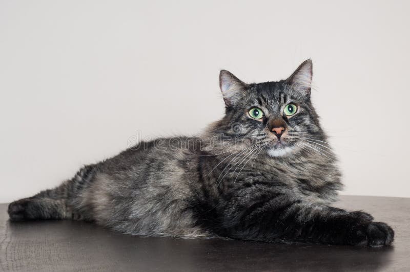 Big tabby cat stock image. Image of long, longhaired - 35621369