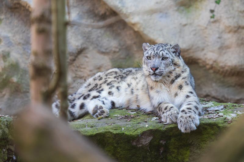 Big Tabby Cat Irbis in the Paddock Stock Image - Image of endangered ...