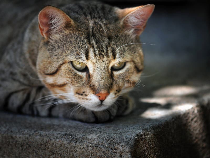 Big tabby cat looking down stock photo. Image of fluffy - 120489778