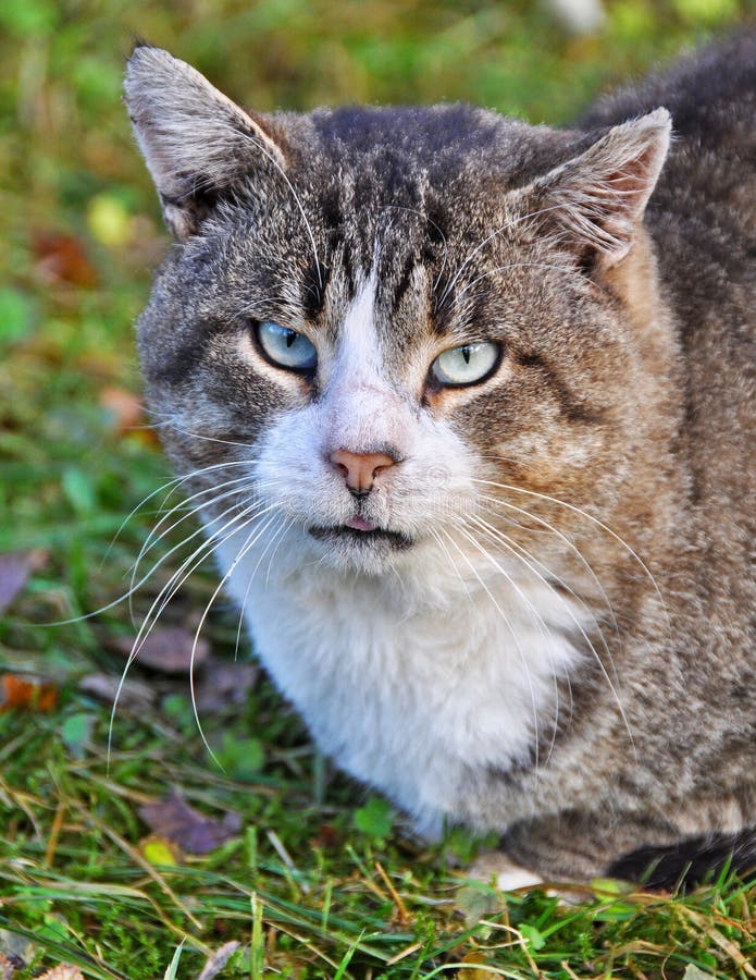 Big Tabby Cat Stock Images - Download 6,076 Royalty Free Photos