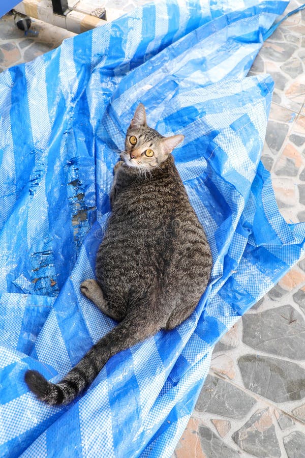 A Big Tabby Lying on the Floor. Stock Image - Image of looked, camera ...