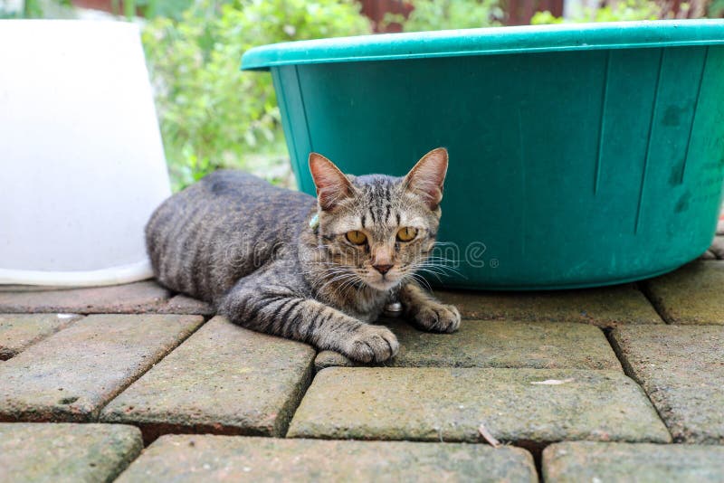 A Big Tabby Lying on the Floor. Stock Image - Image of fruit, tabby ...