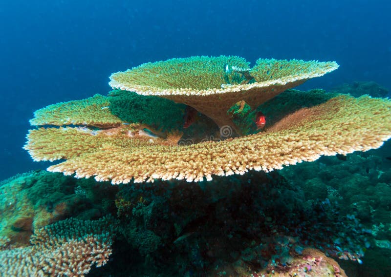 Big Table Corals Acropora Pulchra, Maldives Stock Image - Image of ...