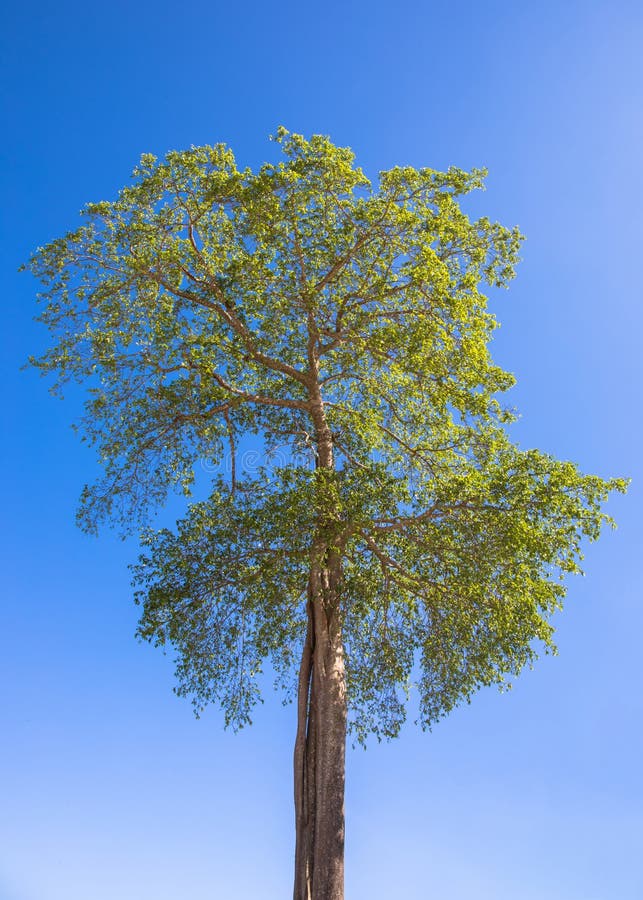 Big Tall Green Tree with Leaf and Blue Sky. Stock Photo - Image of ...
