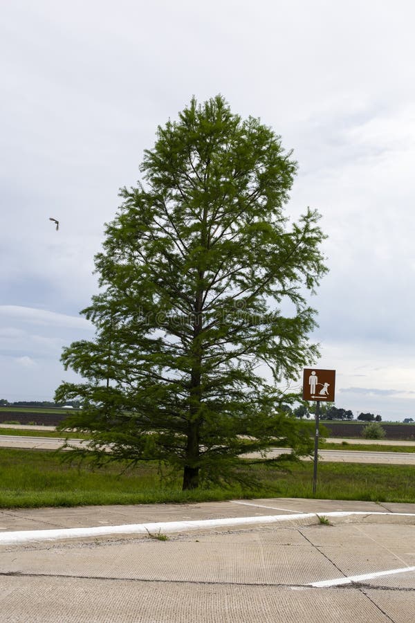 A Big Tall Green Tree Off Along the Side of the Interstate Stock Photo ...