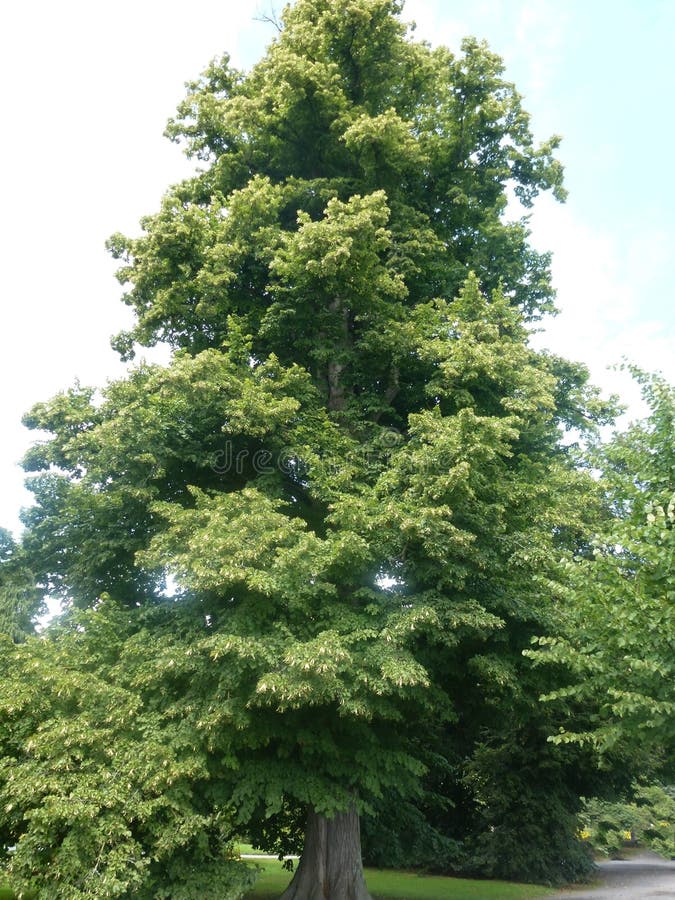 14,525 Big Leafy Tree Buttress Stock Photos - Free & Royalty-Free Stock ...