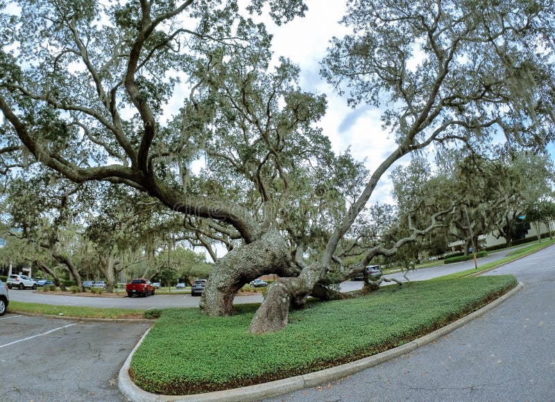 Big tall oak tree stock image. Image of cloud, leaf - 197911397