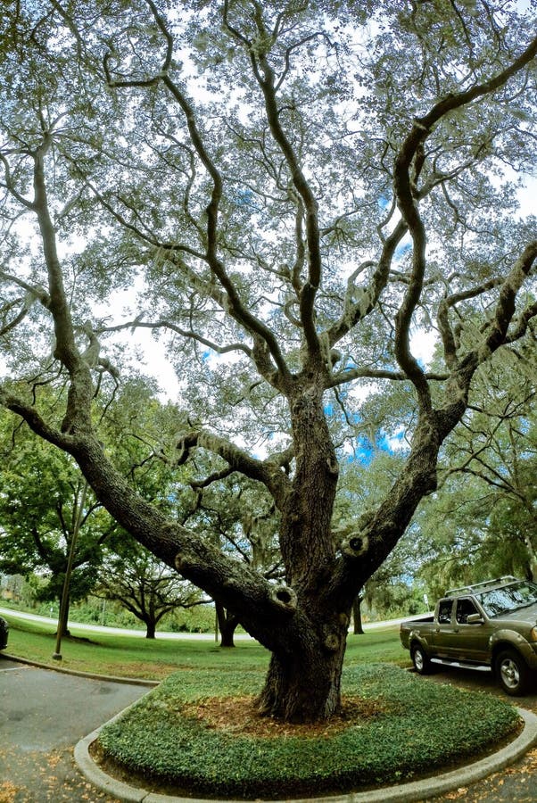 Big tall oak tree stock image. Image of grass, outdoor - 197911313
