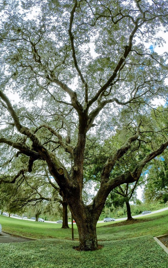 Big tall oak tree stock photo. Image of brick, florida - 197911384