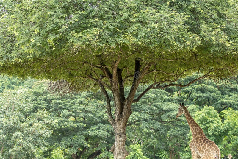 Big and Tall Tree with Giraffe in the Under. Stock Photo - Image of ...