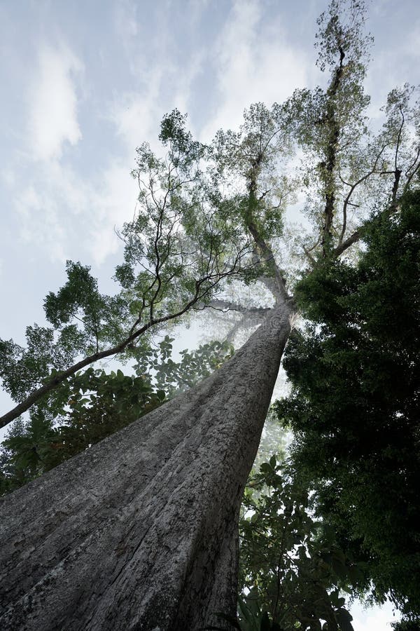 Tall shady tree stock photo. Image of grass, tree, flower - 244474558