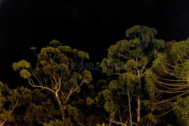 Big Tall Trees Over Black Sky Background Stock Image - Image of ...