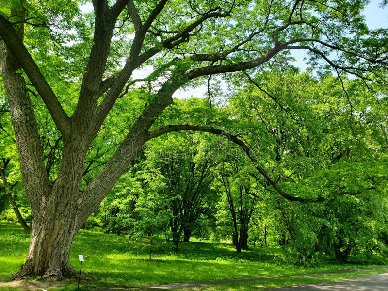 Big Tall Trees in the Park. Stock Photo - Image of spring, relax: 278041290
