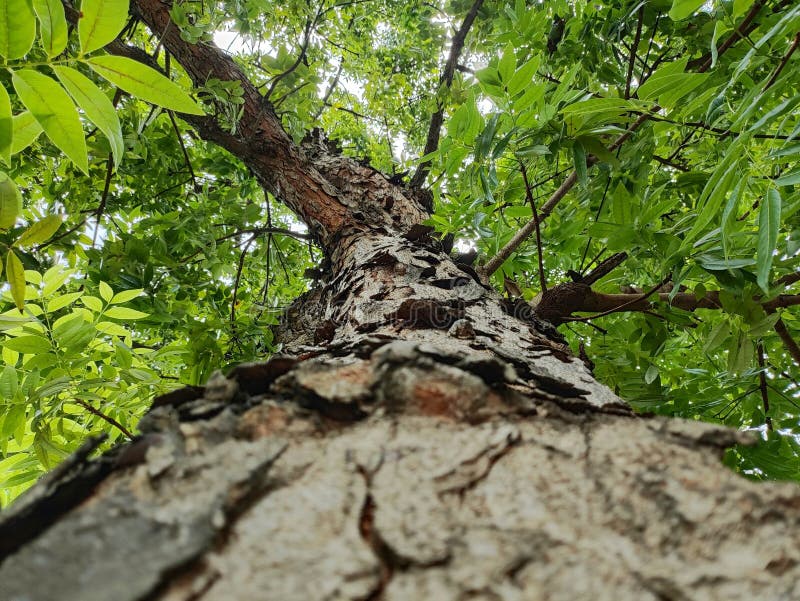 A Big, Tall and Wide Mahogany Tree Stock Photo - Image of textured ...
