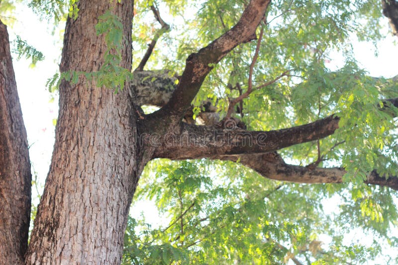 The Big Tamarind Tree in the Forest Stock Image - Image of natural ...
