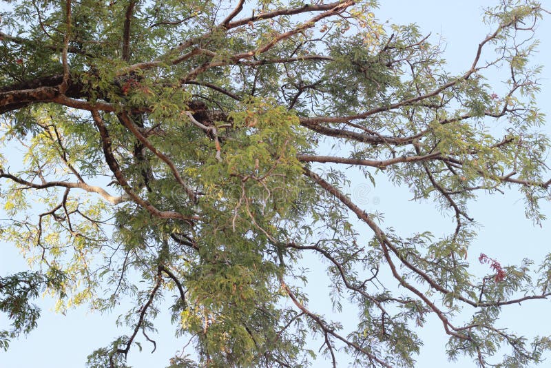 The Big Tamarind Tree in the Forest Stock Photo - Image of tamarind ...