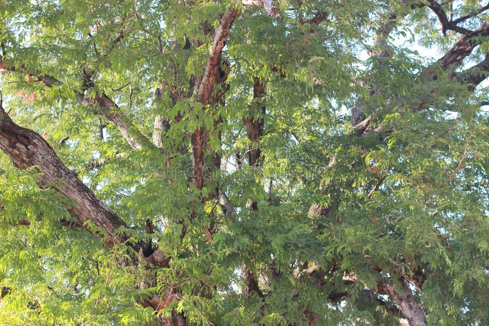 The Big Tamarind Tree in the Forest Stock Image - Image of shade, asian ...