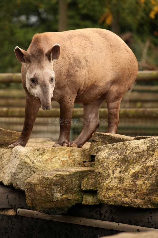Big tapir stock image. Image of jungle, detail, large - 34366353