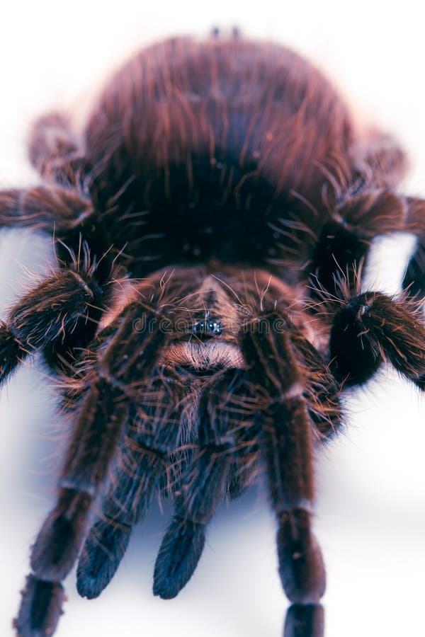 Big Tarantula stock photo. Image of macro, hairy, leaf - 12799790