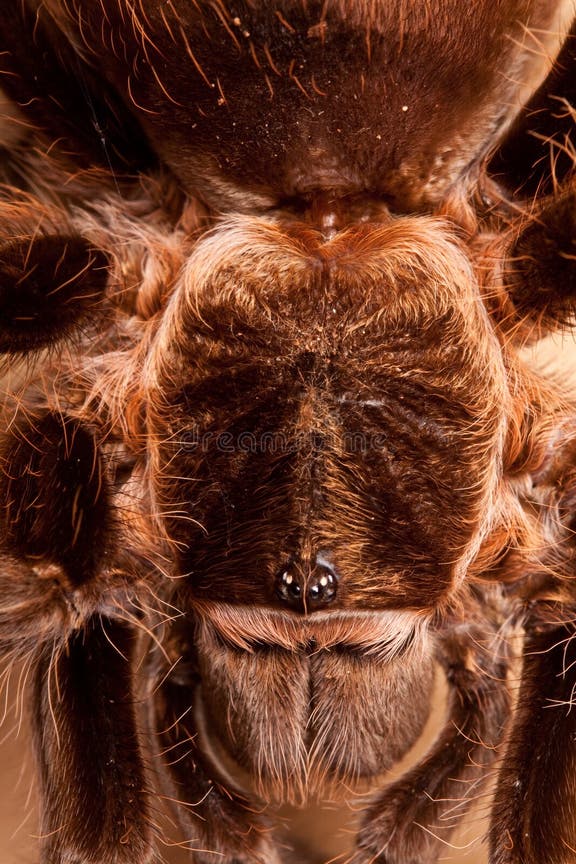 Big Tarantula stock photo. Image of nature, fear, tarantula - 12799818