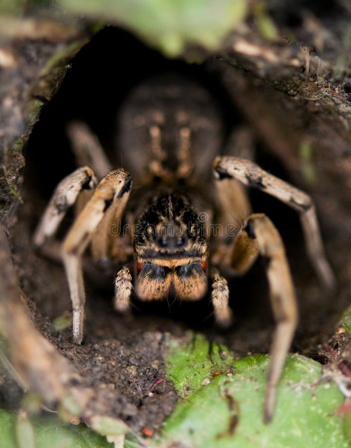 Tarantula stock photo. Image of close, lycosa, arachnid - 5547546