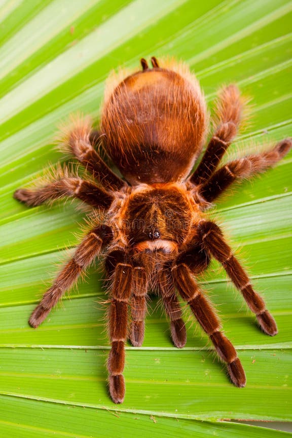 Big Tarantula on Leaf stock photo. Image of jaws, detail - 12799882