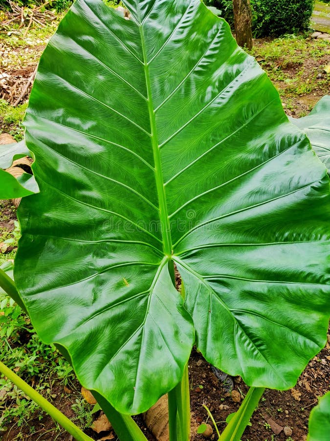 Big Taro Leaves in the Garden Stock Photo - Image of deciduous, shrub ...