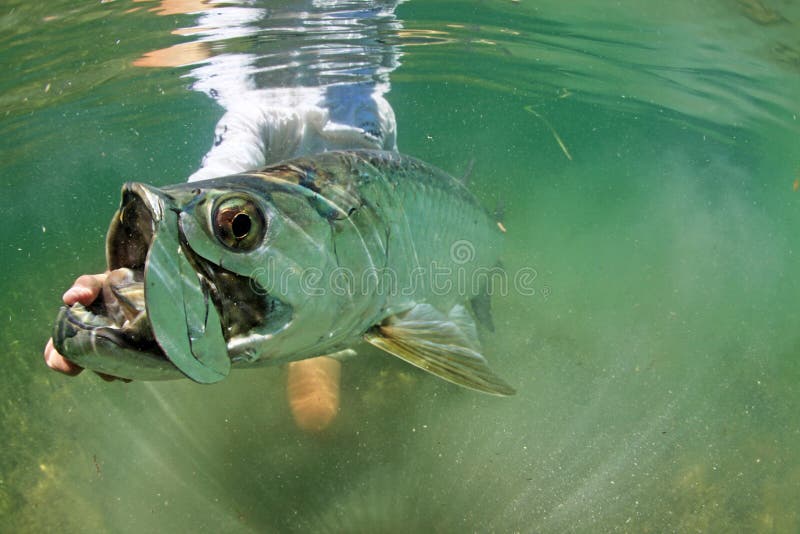 Tarpon Mouth