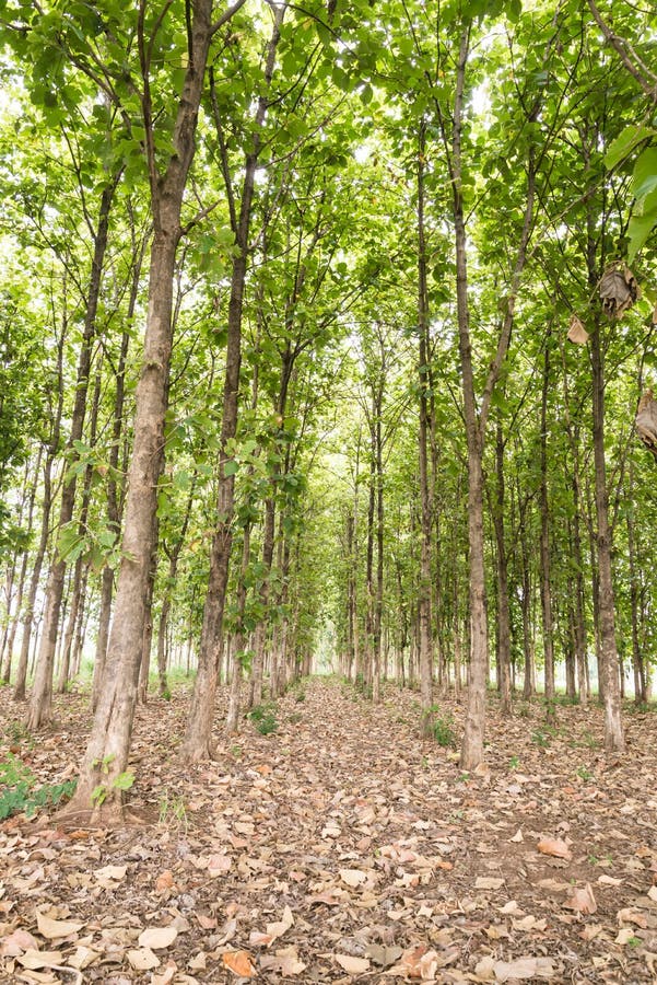 Big Teak Tree in Forest,Green Stock Photo - Image of high, beautiful ...