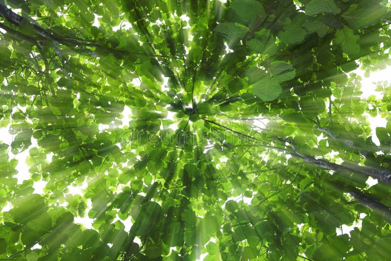 Blurred forest stock image. Image of natural, green, summer - 2751059