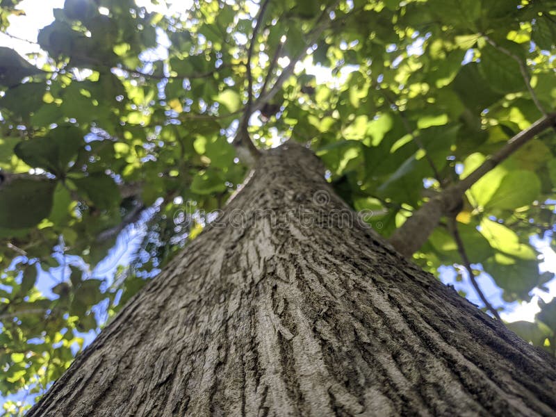 Big teak tree trunk stock photo. Image of landscape - 267310370