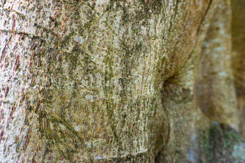 Big teak tree bark texture stock photo. Image of park - 317964922