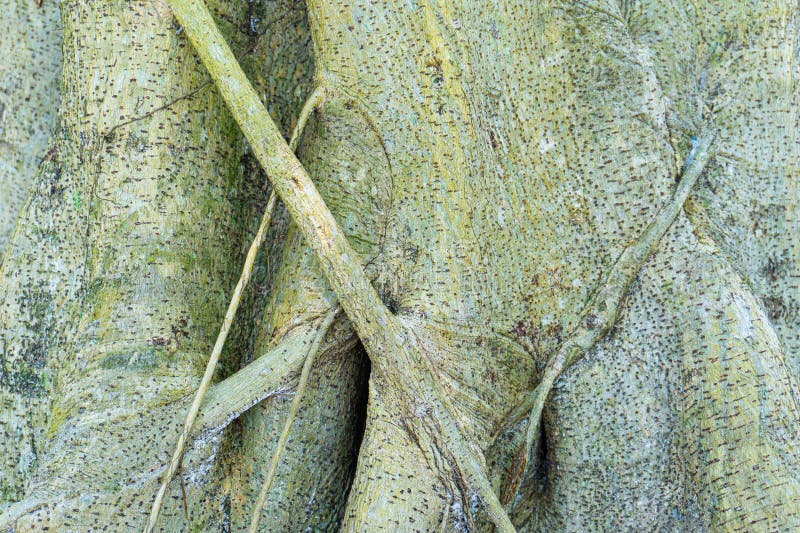 Big teak tree bark texture stock photo. Image of trees - 317964956