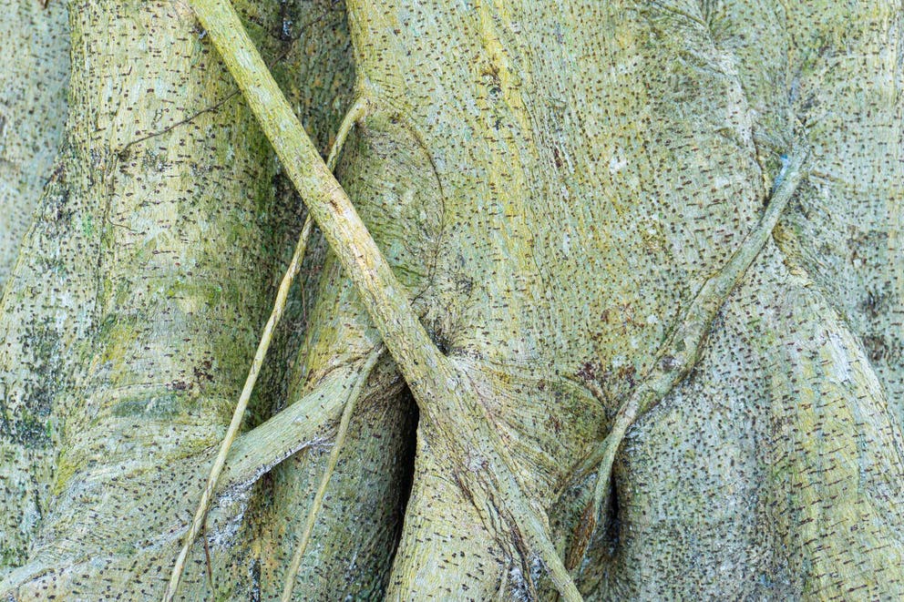 Big teak tree bark texture stock photo. Image of trees - 317964956