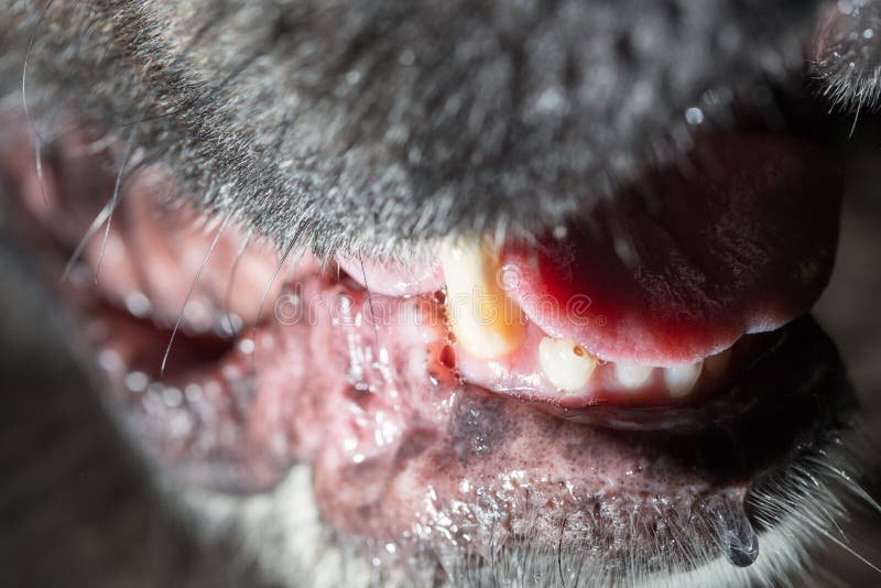 Big Teeth at the Black Dog. Macro Stock Photo - Image of breathing ...