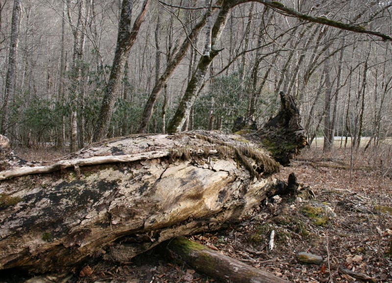 Resting tree ... stock photo. Image of showing, tempest - 214210844