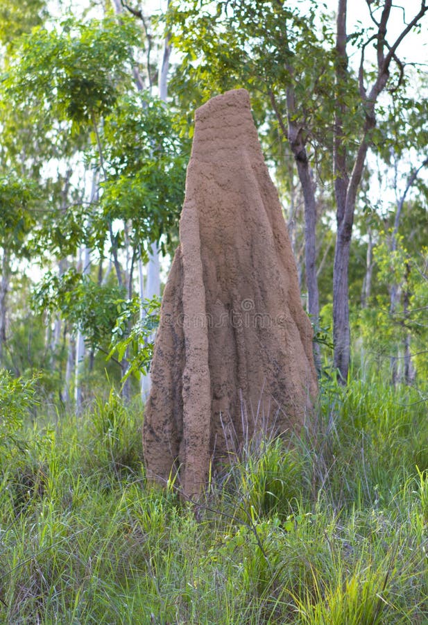Big termite mound stock photo. Image of leaf, building - 38400812