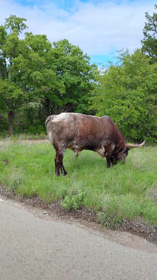 Big Texas Longhorn Bull Free Roaming Stock Photo - Image of wichita ...